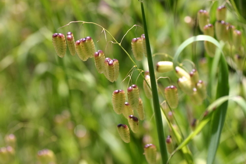 Poaceae of Yuba County, CA, US · iNaturalist