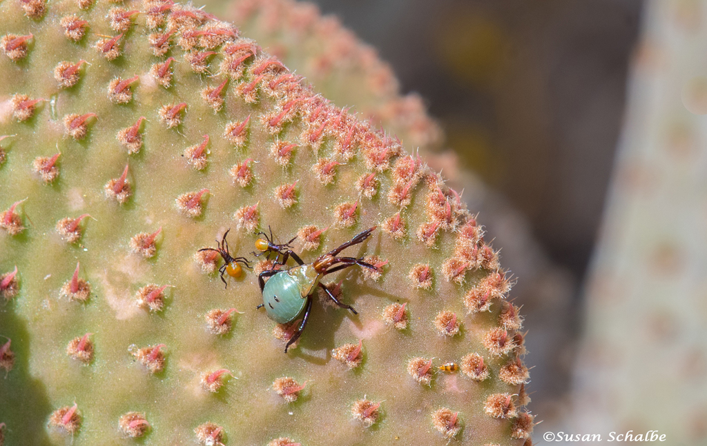 Cactus Coreid Bug from Riverside County, CA, USA on May 16, 2019 at 10: ...