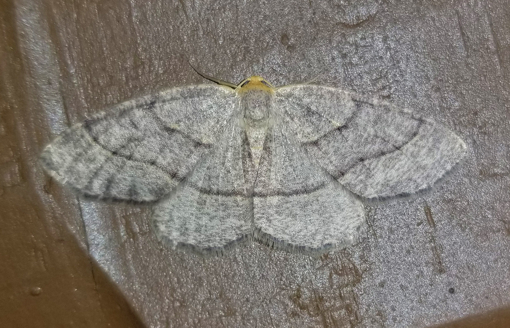 Curved-lined Looper Moth from Fentress County, TN, USA on June 29, 2024 ...