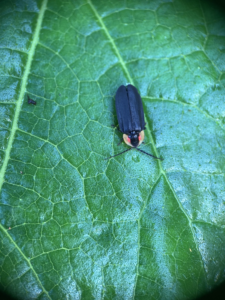 Black Firefly from Penry Rd, Delaware, OH, US on June 30, 2024 at 08:22 ...