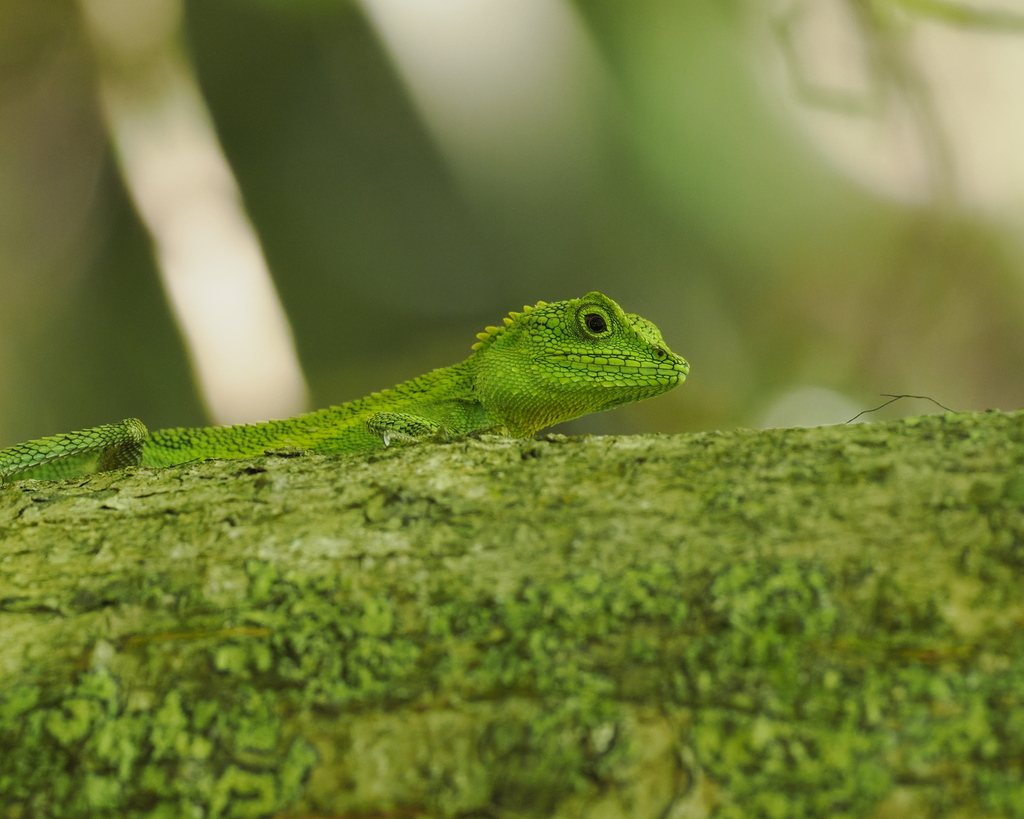 Okinawa Tree Lizard in June 2024 by S. Dowell · iNaturalist