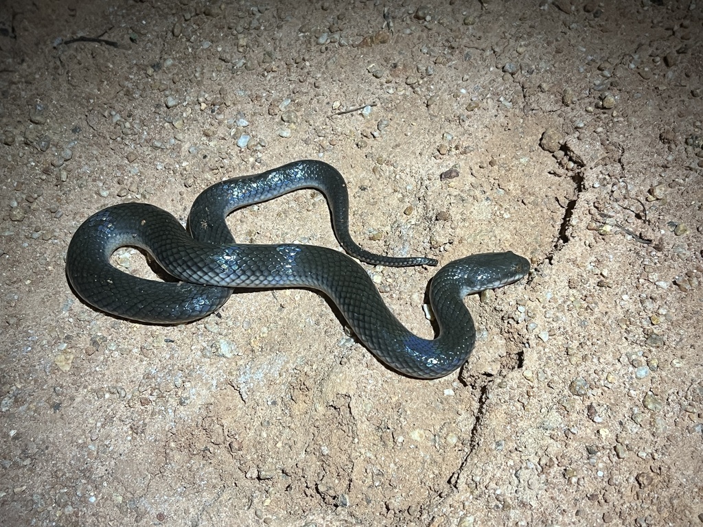 Murphy's mud snake from 儋州市, 海南省, CN on June 30, 2024 at 09:37 PM by ...