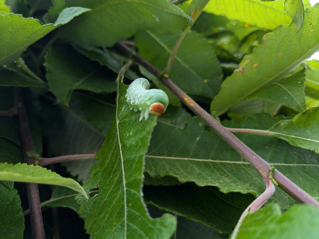 Dark-tibia Hawthorn Sawfly from Stamford Bridge on June 30, 2024 at 03: ...