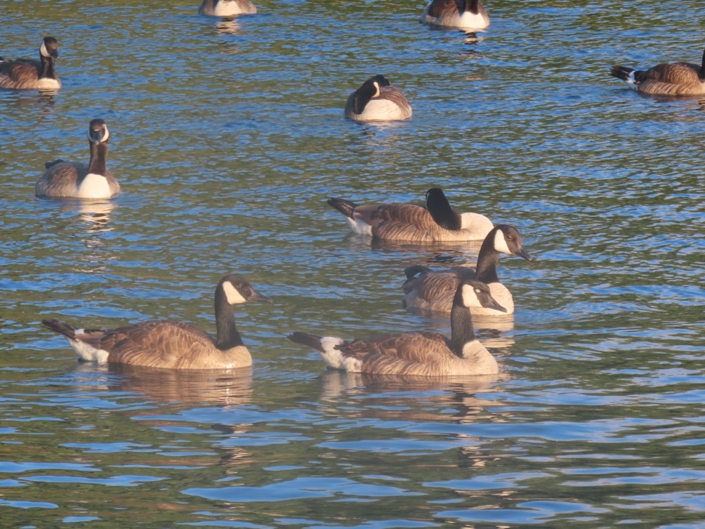 Canada Goose from Port Elgin, ON, Canada on June 29, 2024 at 08:09 PM ...