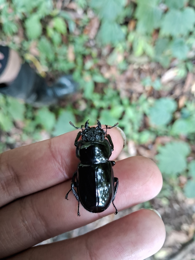 Pseudorhaetus sinicus concolor from 921台灣屏東縣泰武鄉泰武村 on June 30, 2024 at ...
