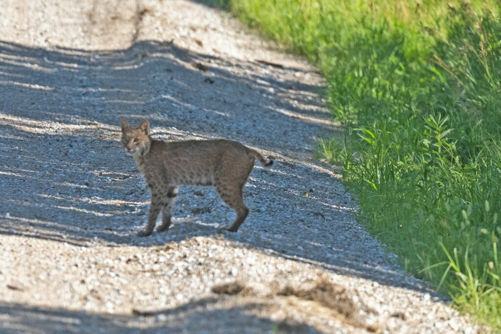 Bobcat from Lancaster County, NE, USA on June 30, 2024 at 10:03 AM by ...
