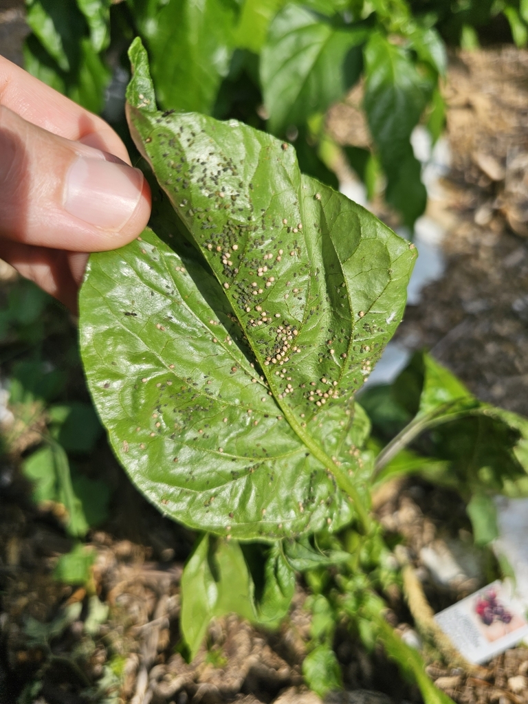Potato Psyllid from Sapulpa, OK, USA on June 28, 2024 at 05:21 PM by ...