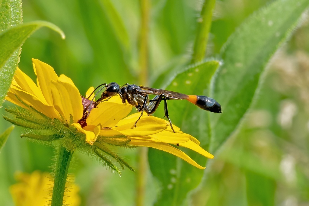 Common Thread-waisted Wasp from Lancaster County, NE, USA on June 30 ...