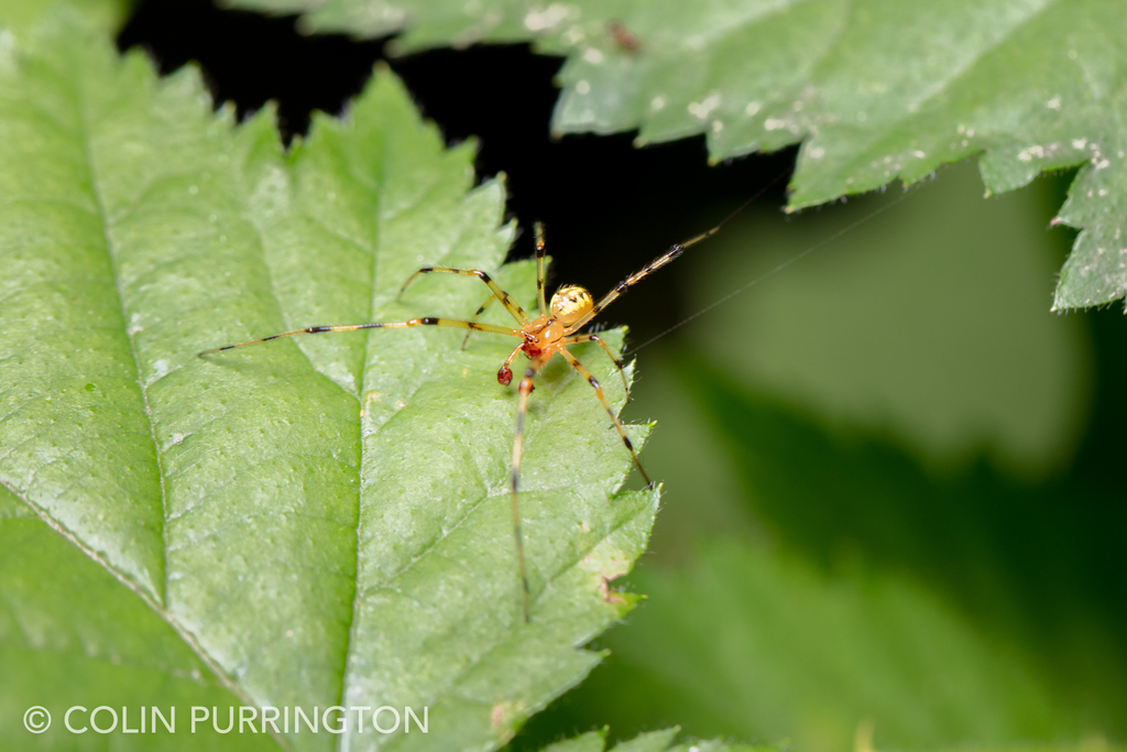 Phylloneta pictipes from Nether Providence Township, PA, USA on May 26 ...