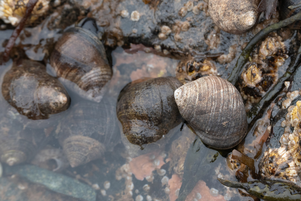 Common Periwinkle from Eastern Charlotte, NB, Canada on 30 June, 2024 ...
