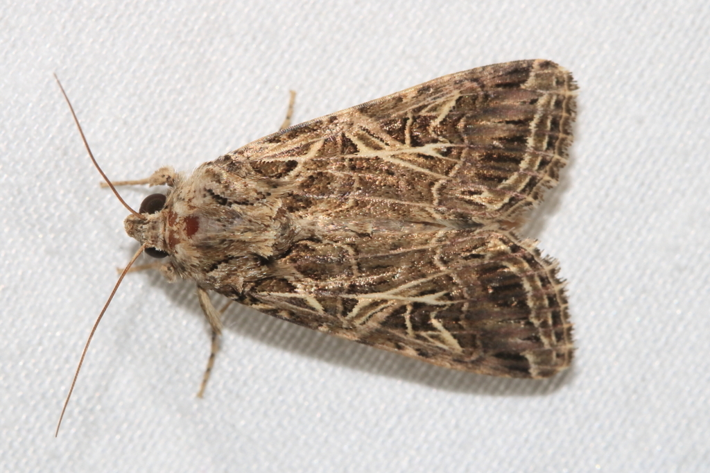 Mediterranean Brocade from Ören, Anamur/Mersin, Türkiye on June 28 ...