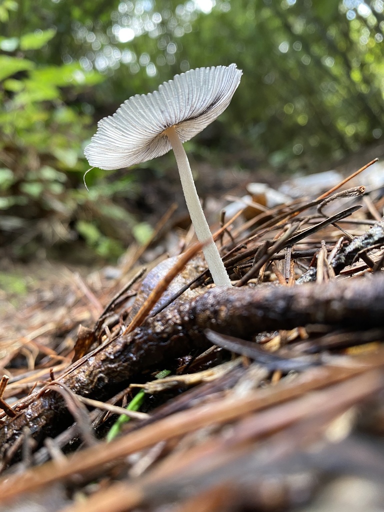 Skullcap Dapperling from Zealandia Eco-Sanctuary, Wellington ...