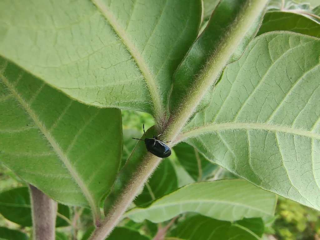White-margined Burrower Bug from Wantagh, NY, USA on June 30, 2024 at ...