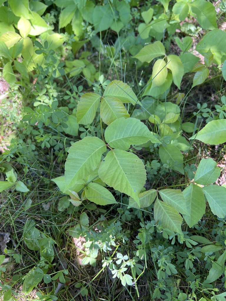 western poison ivy from Oakwood Hills Shelter, Eau Claire, WI, US on ...