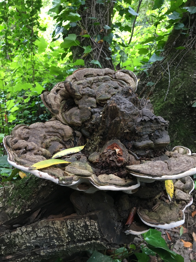 Ganoderma brownii from Mount Tamalpais State Park, Stinson Beach, CA ...