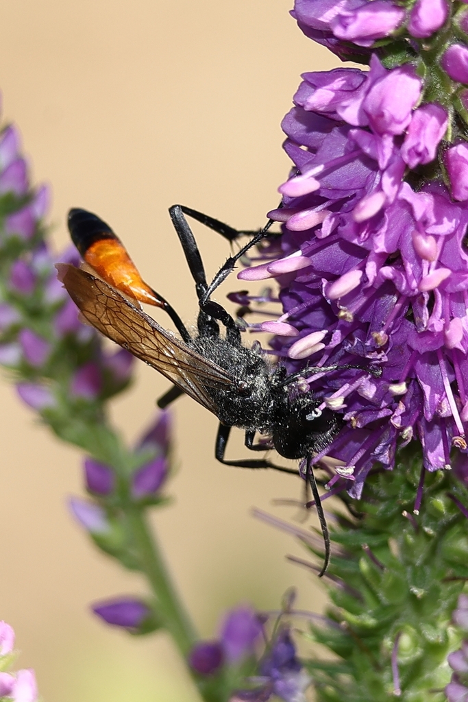 Cutworm Wasps from Oak City, UT 84649, USA on June 30, 2024 at 10:44 AM ...