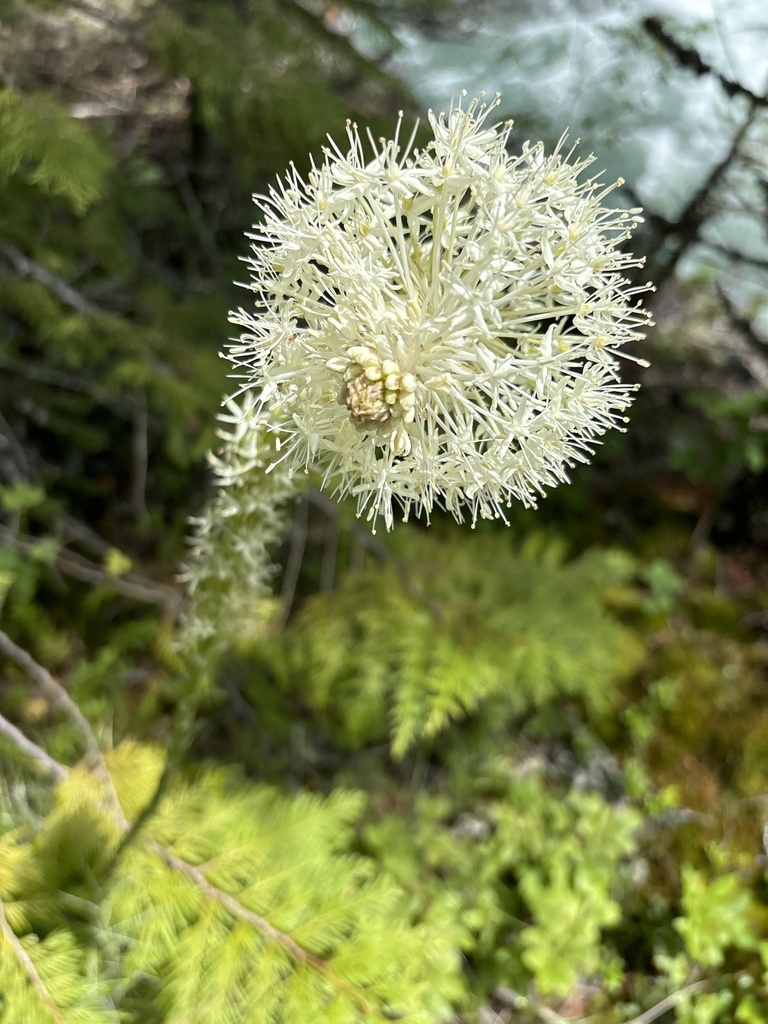 common beargrass from Glacier National Park, Flathead County, US-MT, US ...