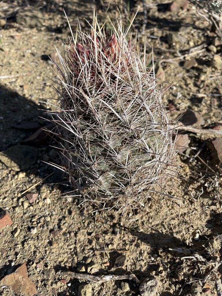 Glory of Texas in June 2024 by txsnapper95 · iNaturalist