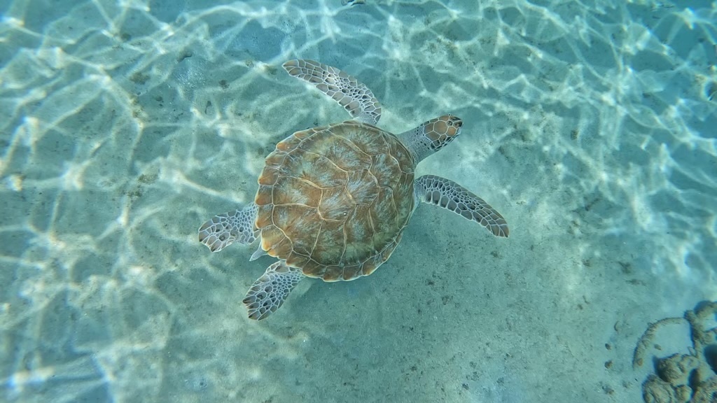 Green Sea Turtle in June 2024 by Logan Norman (STUDENT) · iNaturalist