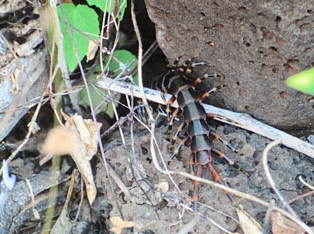 Galápagos centipede from Islas Galápagos, Santa Cruz, Galápagos, EC on ...