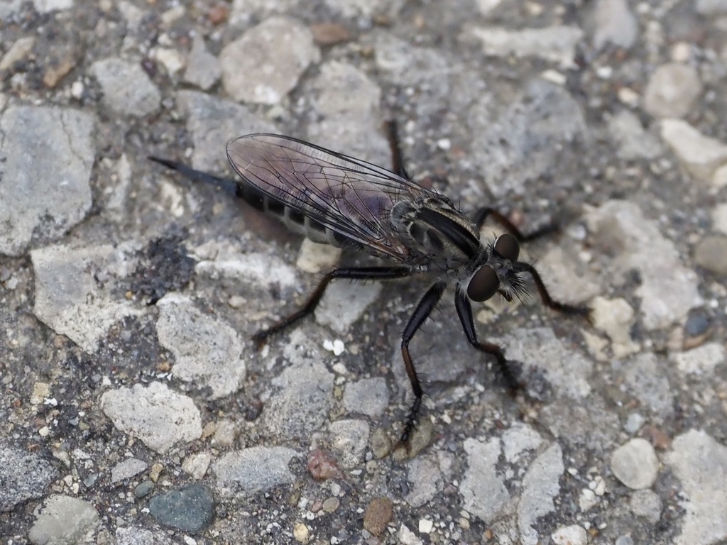 Northeastern Hammertail from Vinton County, US-OH, US on June 29, 2024 ...