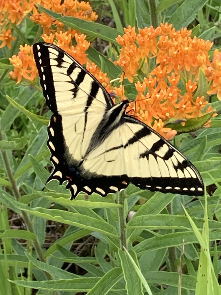 Canadian × Eastern Tiger Swallowtail from Alnwick/Haldimand, ON, CA on ...