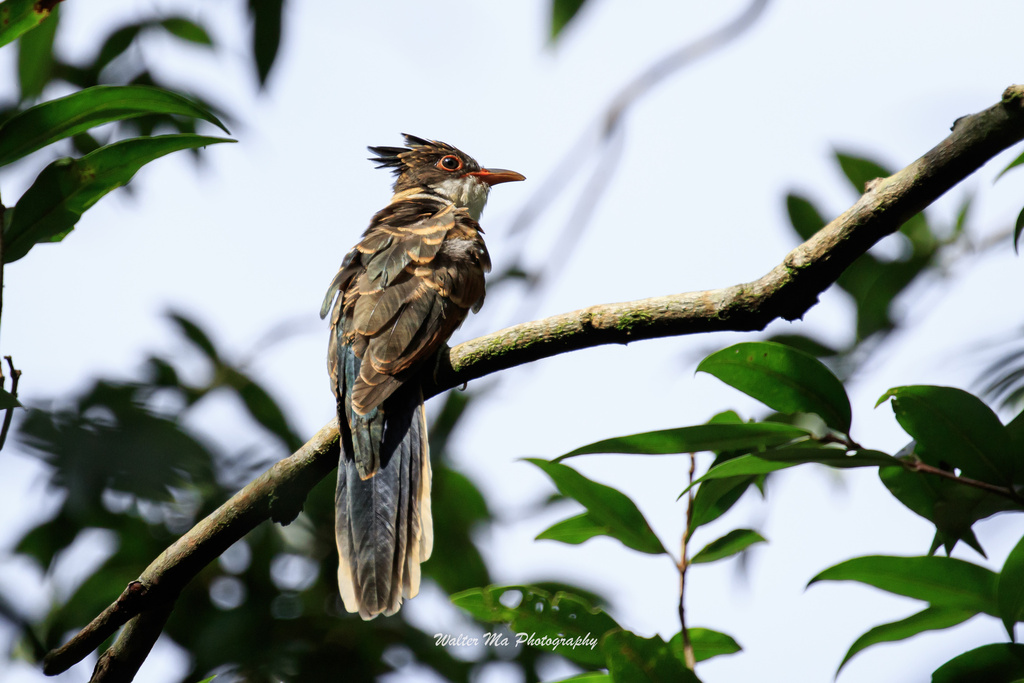 Chestnut-winged Cuckoo from 獅子會自然教育中心, 西貢, 新界, HK on June 29, 2024 at ...