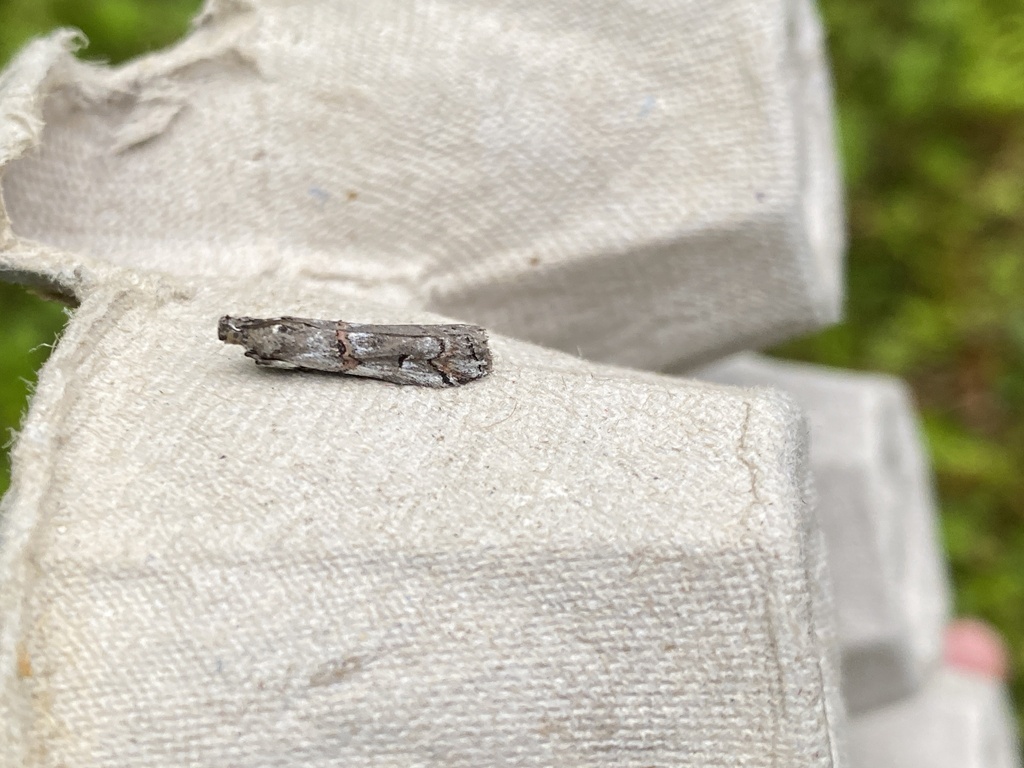 Heather Knot-horn from North Devon AONB, UK on July 1, 2024 at 07:41 AM ...