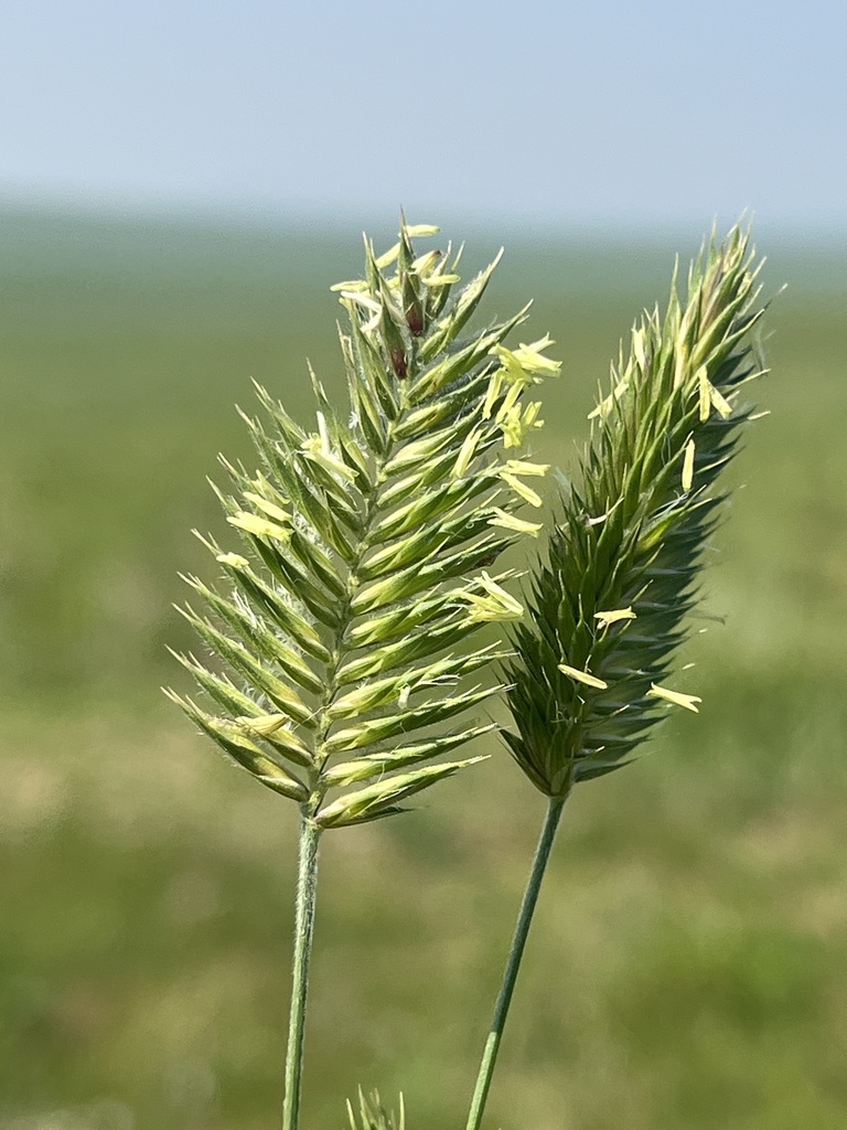 Crested Wheatgrass from Khentii, MN on July 1, 2024 at 02:55 PM by ...