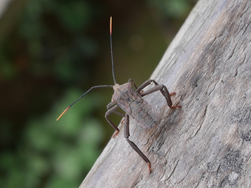 ihuangwen's Identifications · iNaturalist