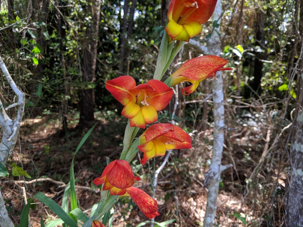 Dragons Head Lily From Dauphin Island Al 36528 Usa On May 2 2019 By Ammi Embry · Inaturalist