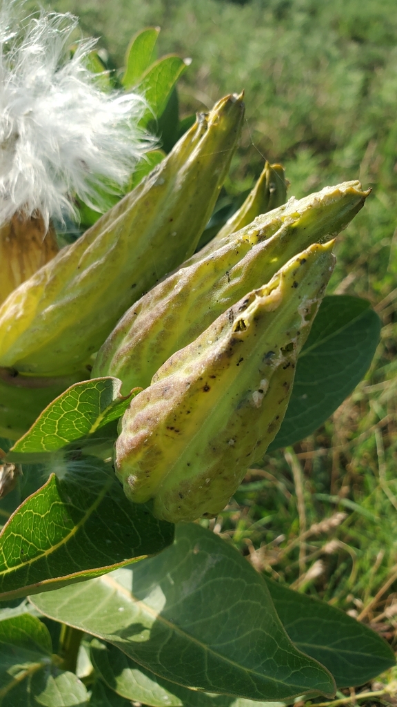 green antelopehorns from Jenks, OK 74037, USA on July 1, 2024 at 08:07 ...