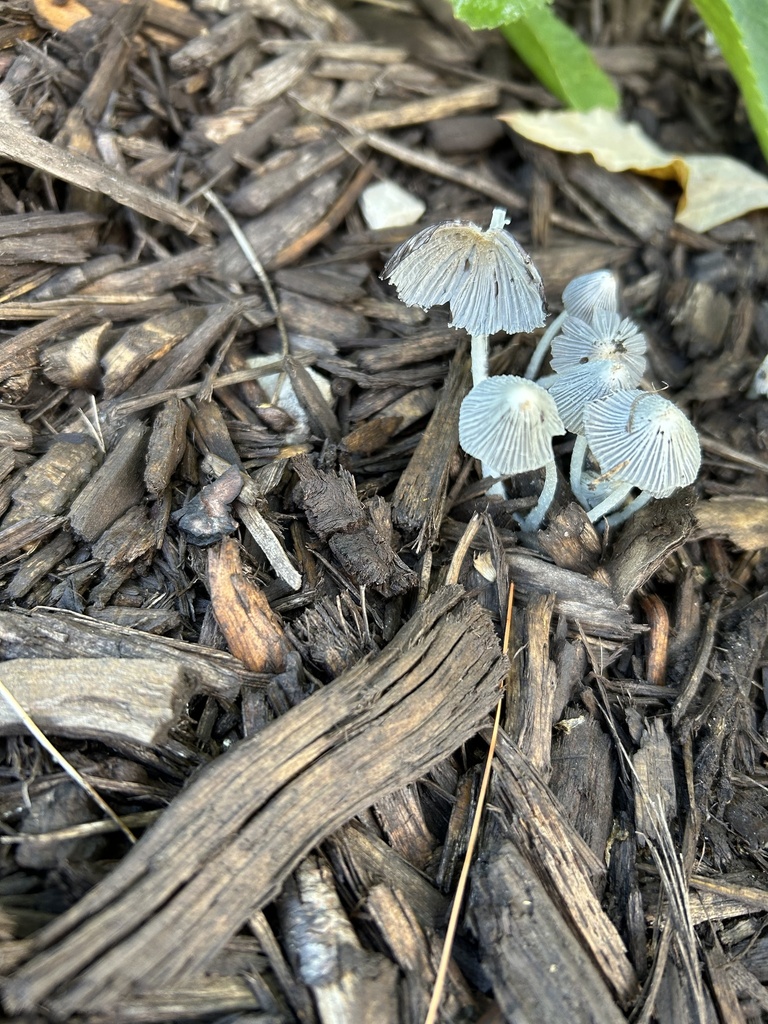 Coprinopsis pachyderma from Royal Valley Dr, Creve Coeur, MO, US on ...