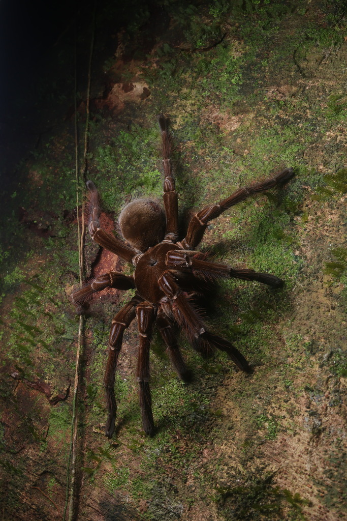 Goliath Tarantulas in June 2024 by Zak · iNaturalist