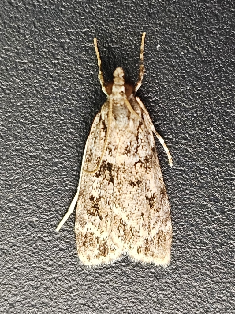 Double-striped Scoparia Moth from Sarnia, ON N7T 5Z9, Canada on July 1 ...