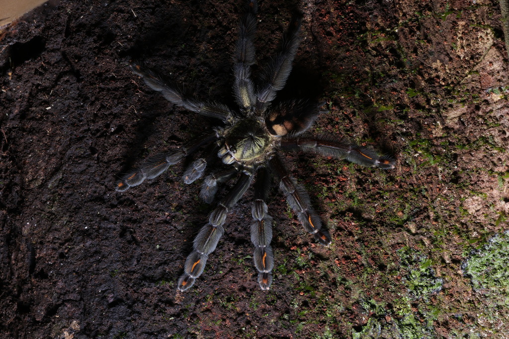 Venezuelan Suntiger Tarantula from Upper Takutu-Upper Essequibo, Guyana ...