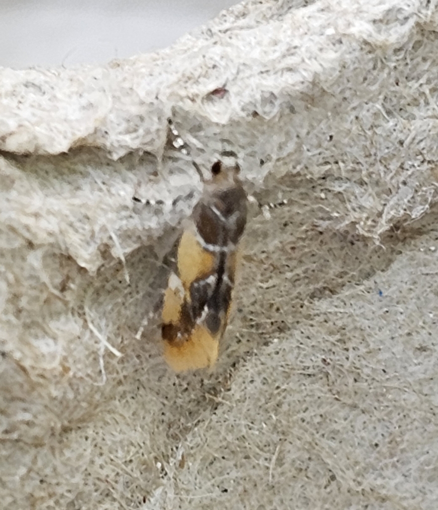 Orange-headed Callima Moth from Sarnia, ON N7T 5Z9, Canada on July 1 ...