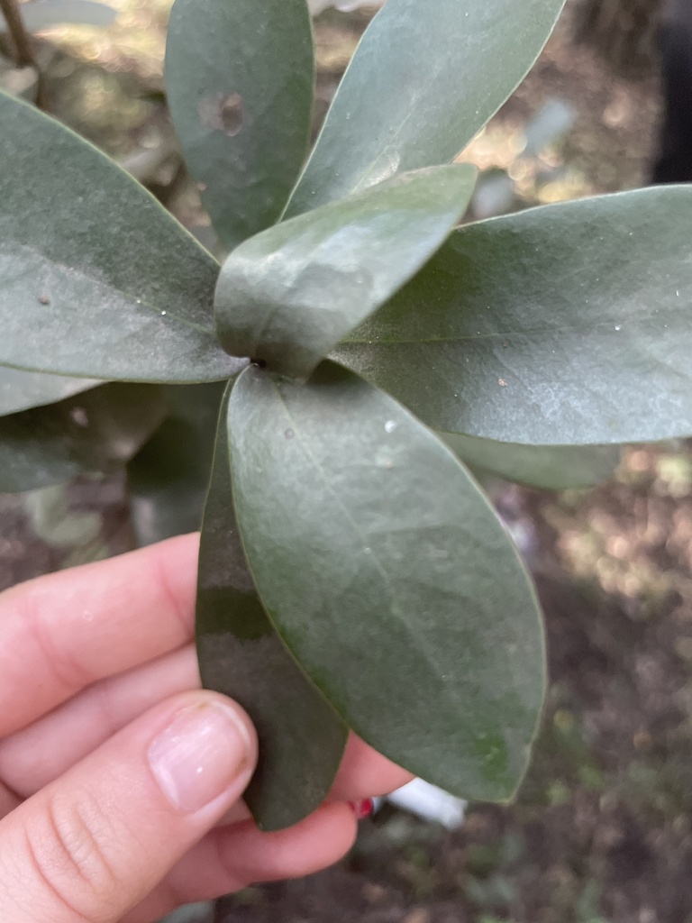 Daphnopsis racemosa from Ruta 42, Florida, Florida, UY on July 1, 2024 ...