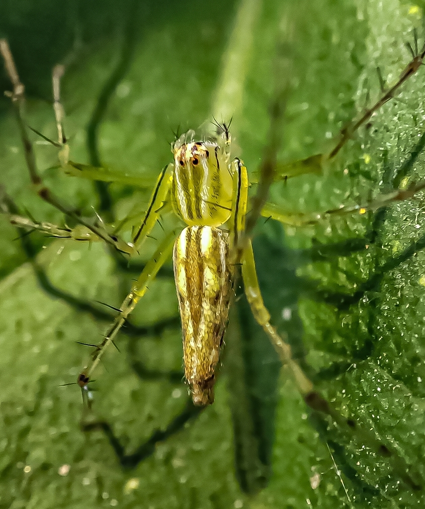 Oxyopes lineatipes from FRJC+JQ9, Shankarwadi, Santa Inez, Taleigao, Durgavado, Goa 403001 ...