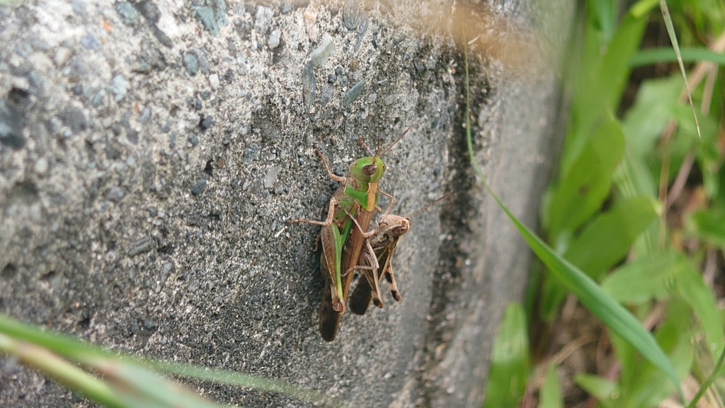 Aiolopus thalassinus tamulus in June 2024 by NAS MIZ · iNaturalist