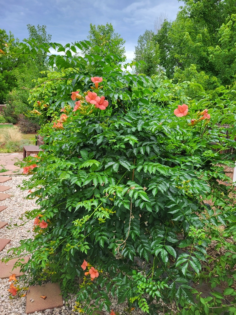 American trumpet vine from Erie, CO, USA on July 1, 2024 at 12:57 PM by ...
