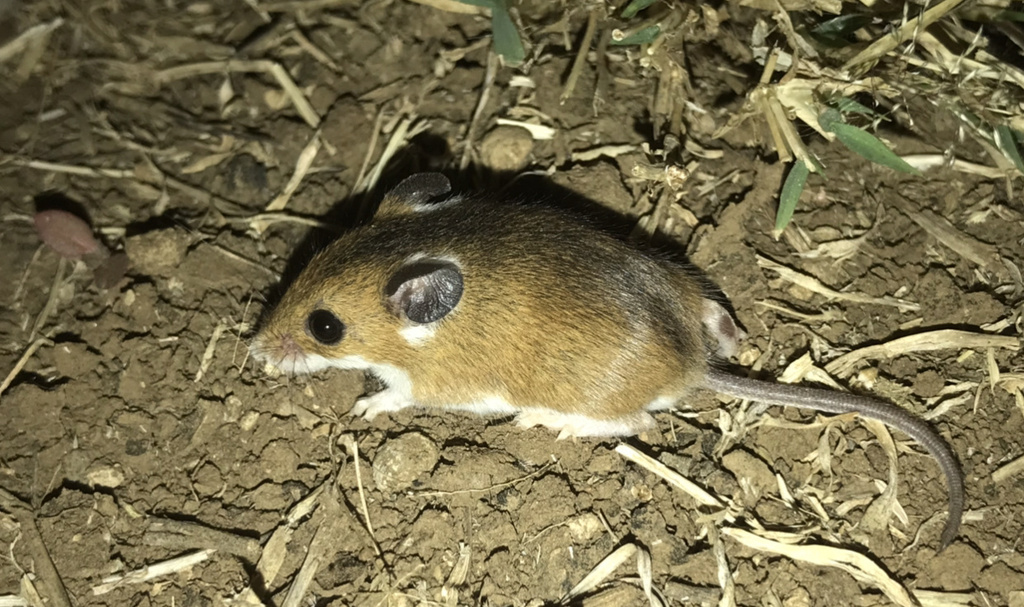 Delicate Mouse from Monduli, TZ on June 29, 2024 at 07:53 PM by frank ...