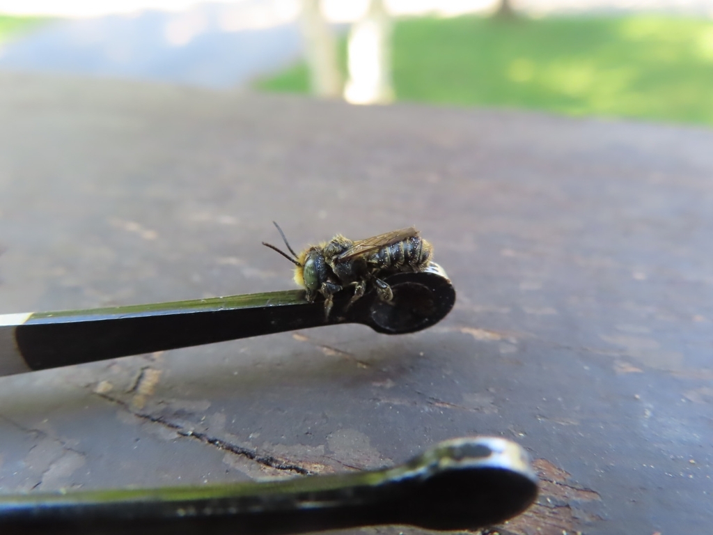 Alfalfa Leafcutter Bee from Port Elgin, ON N0H 2C4, Canada on July 1 ...