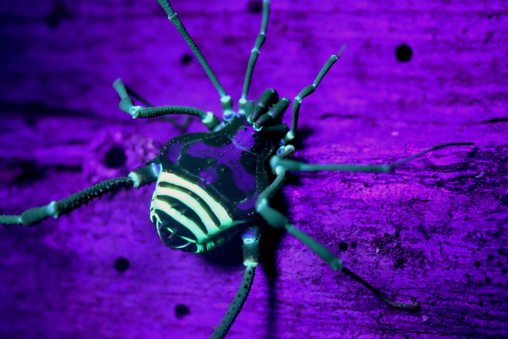 Sadocus asperatus from Cautín, Araucanía, Chile on June 29, 2024 at 09: ...