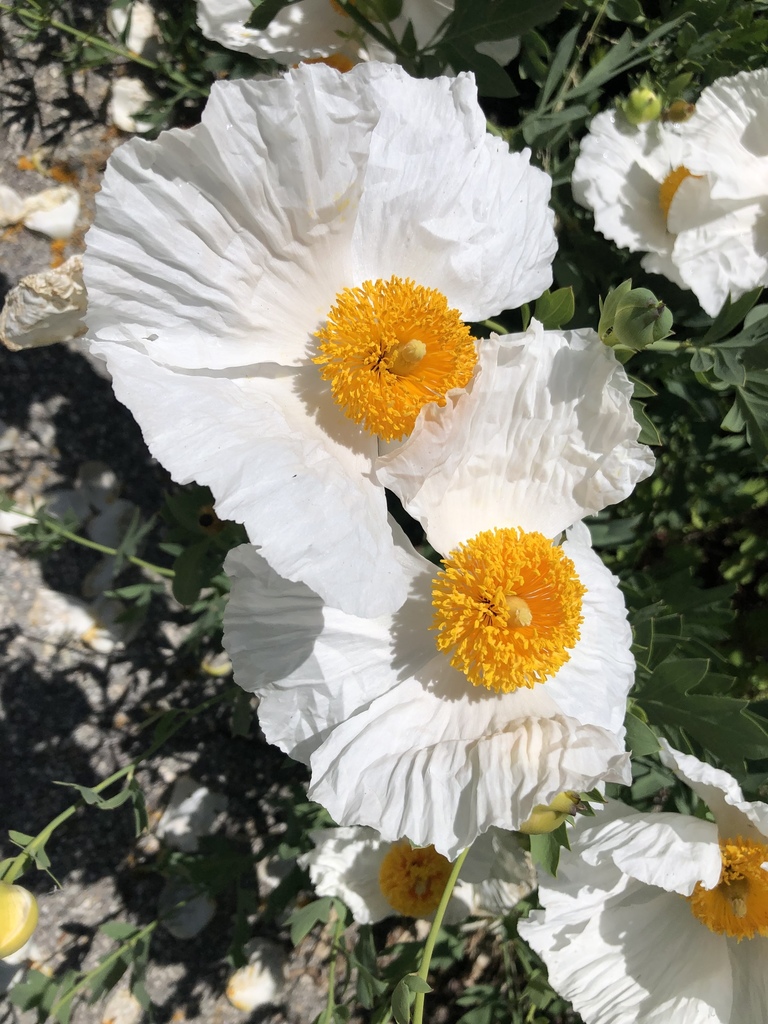 Coulter's matilija poppy from 401 Vance St, Los Angeles, CA, US on May ...