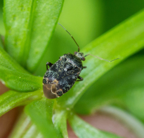 Genus Charagochilus · iNaturalist United Kingdom