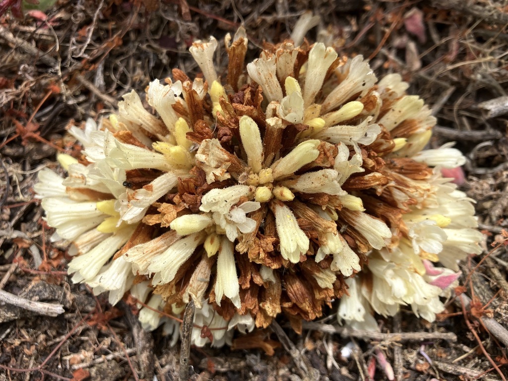 Robbins's broomrape in July 2024 by Dylan Neubauer. One white-flowering ...