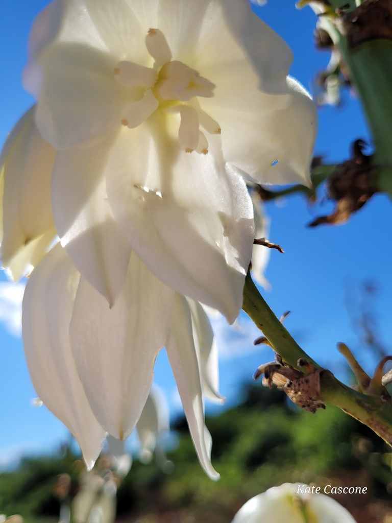 common yucca from Brooklyn, NY 11234, USA on July 1, 2024 at 05:17 PM ...