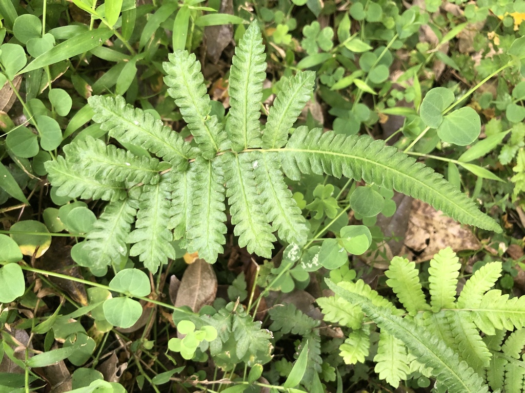 Christella acuminata from 臺灣島, 安樂區, KEE, TW on June 27, 2024 at 09:12 ...