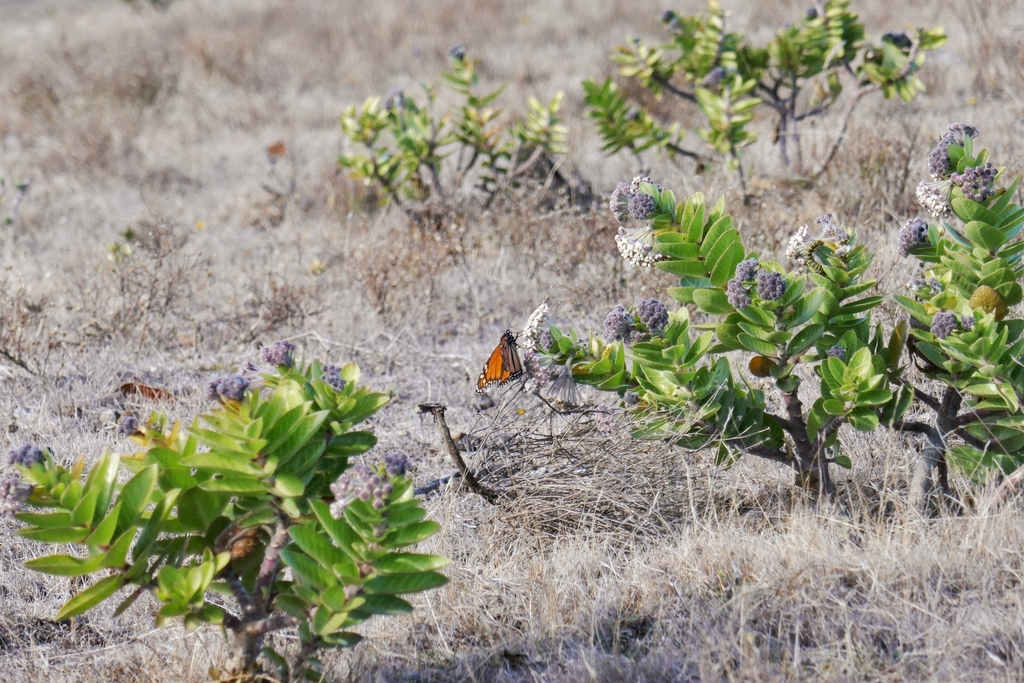 wild cotton from Deep Creek SA 5204, Australia on May 22, 2024 at 12:40 ...